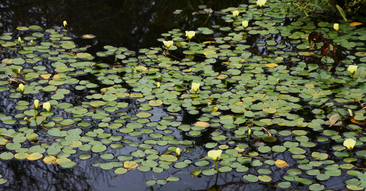 Plant Spotlight_ Water Poppy – Florida Aquascaping