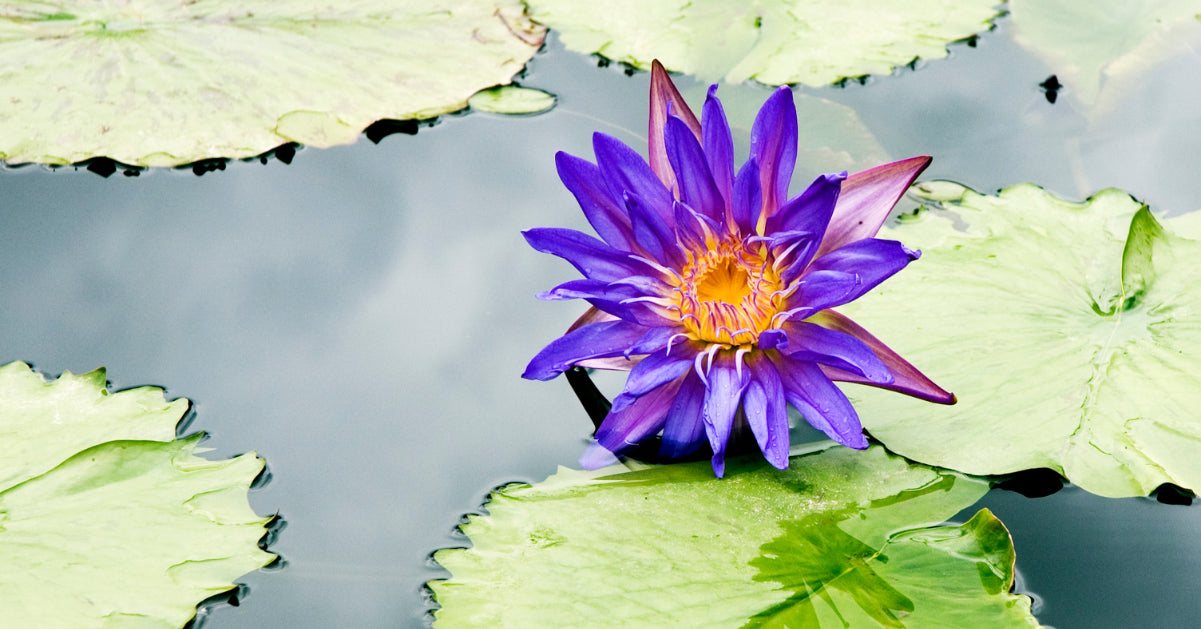 Growing Hardy Water Lilies – Florida Aquascaping