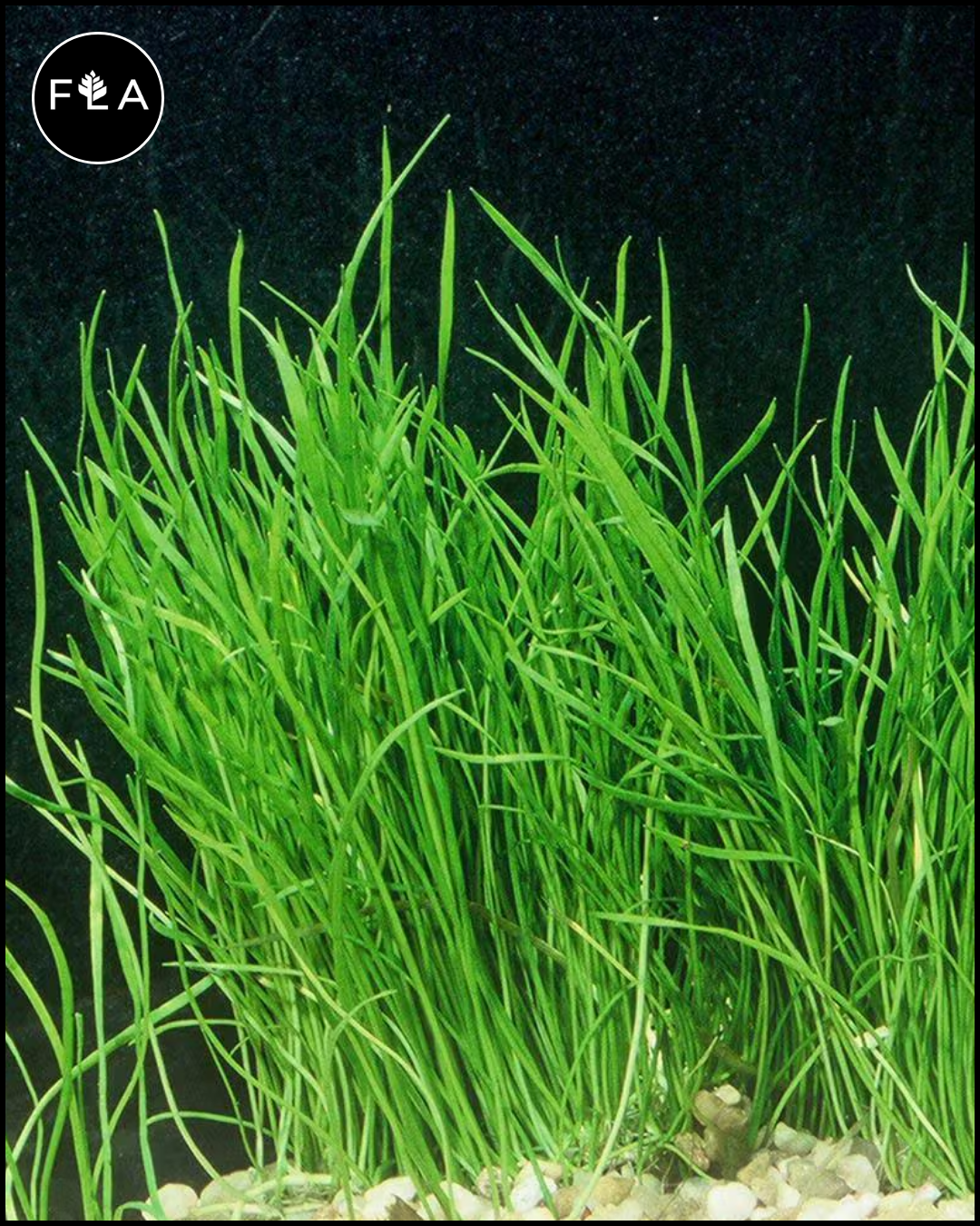 BUY 2 GET 1 FREE Micro sword - Narrowleaf (Lilaeopsis novae-zelandiae ...