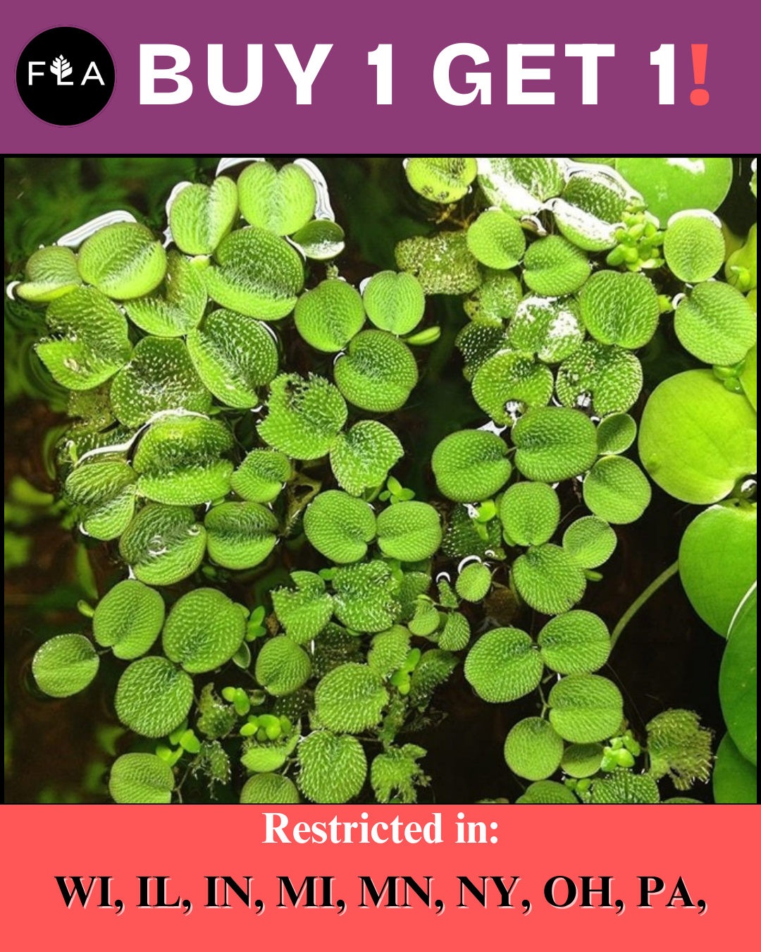 BUY 1 GET 1 FREE (Large 60+!)Floating Water Spangles (Salvinia ...